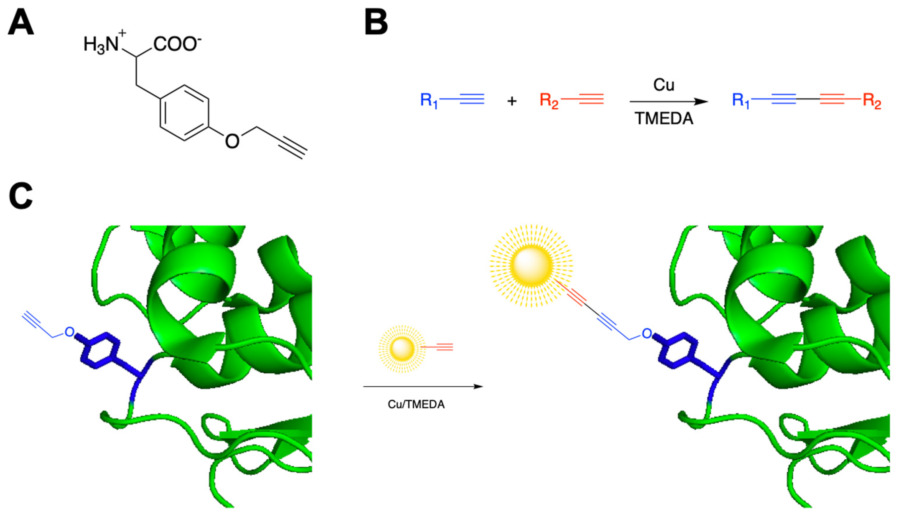 Pharmaceutics | Free Full-Text | Protein Modification Employing Non ...