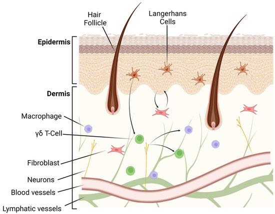 The Human Dermis as a Target of Nanoparticles for Treating Skin Conditions