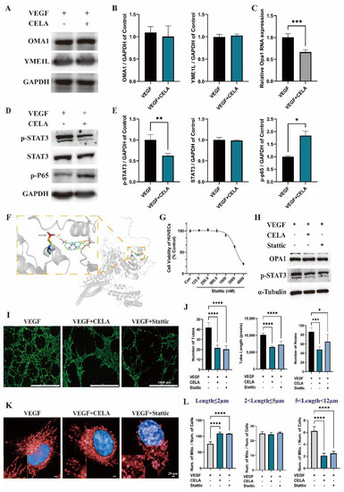 Targeting OPA1-Mediated Mitochondrial Fusion Contributed to Celastrol’s ...