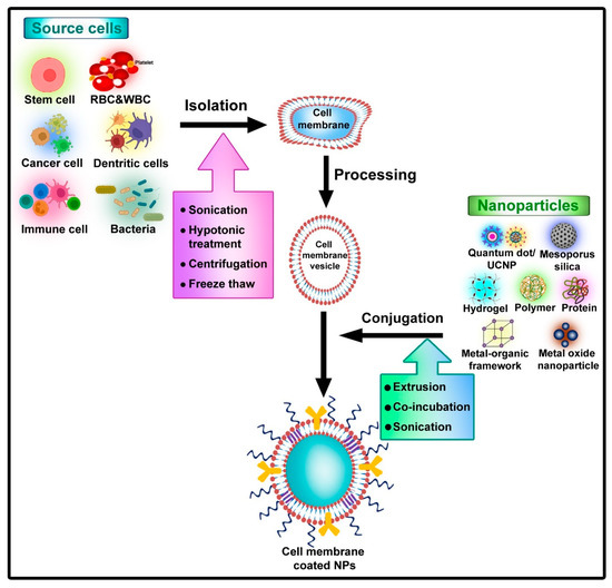 Pharmaceutics | Free Full-Text | Nanodecoys: A Quintessential Candidate ...
