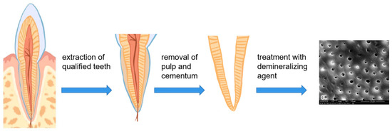 Treated Dentin Matrix in Tissue Regeneration: Recent Advances