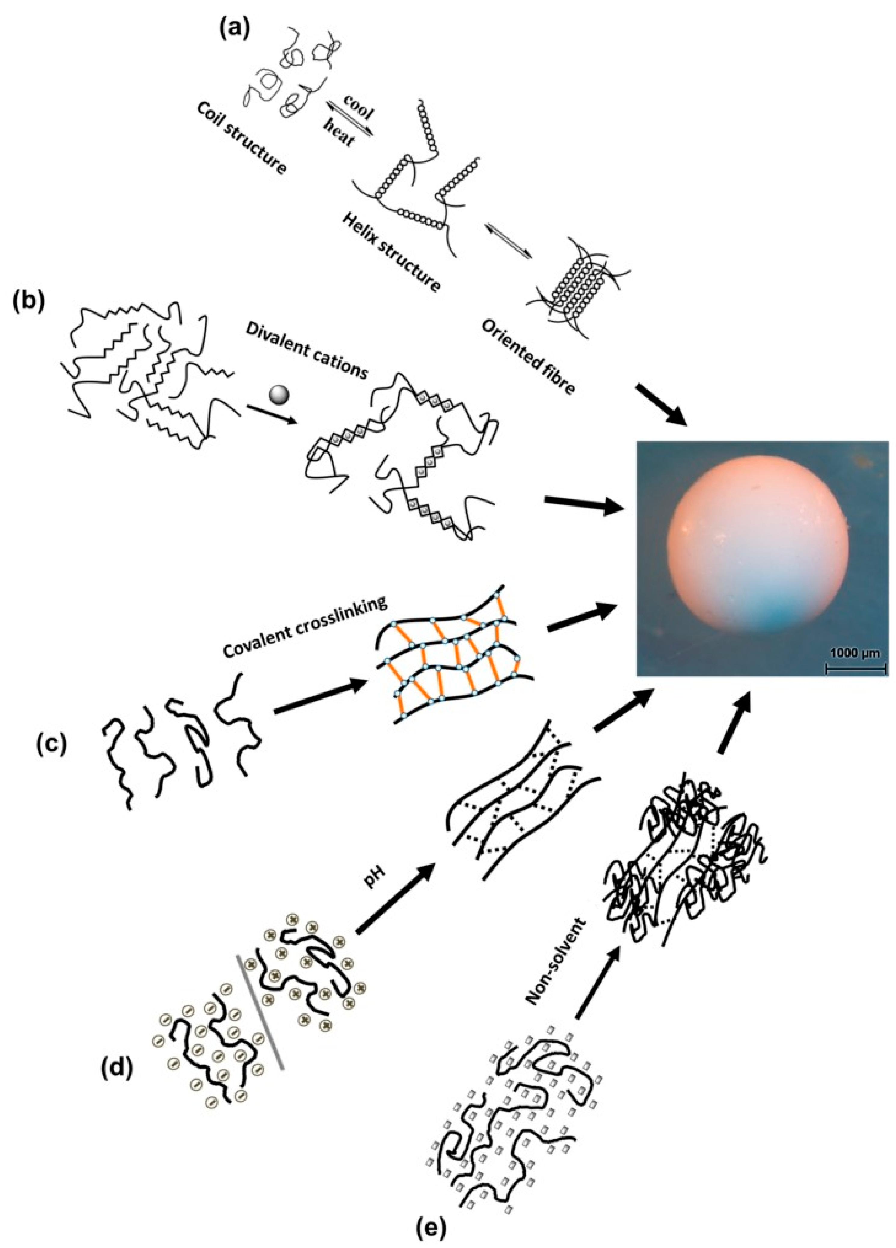 Pharmaceutics | Free Full-Text | Ionotropic Gelation and Chemical ...