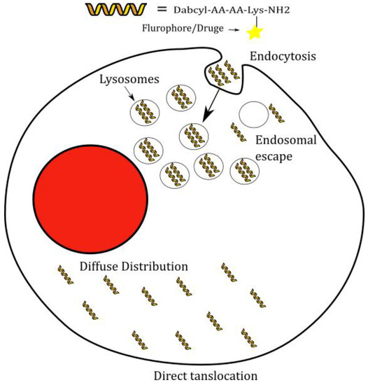 Pharmaceutics | Free Full-Text | Cell-Penetrating Dabcyl-Containing Tetraarginines with Backbone ...
