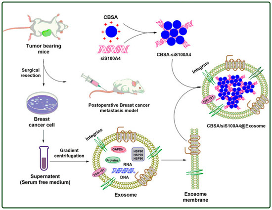 Biopolymer-Based Nanosystems for siRNA Drug Delivery to Solid Tumors including Breast Cancer