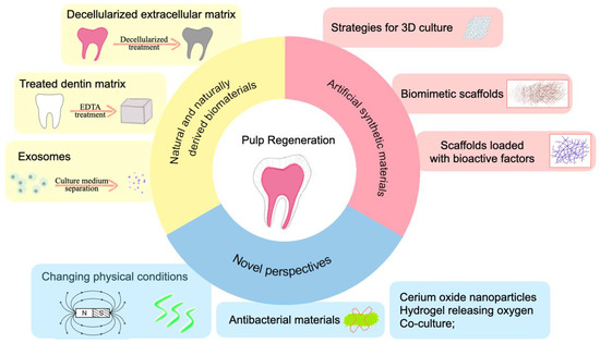 Creating a Microenvironment to Give Wings to Dental Pulp Regeneration ...