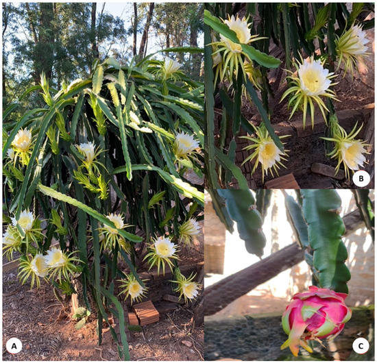 Anti-Inflammatory, Antioxidant, and Other Health Effects of Dragon ...