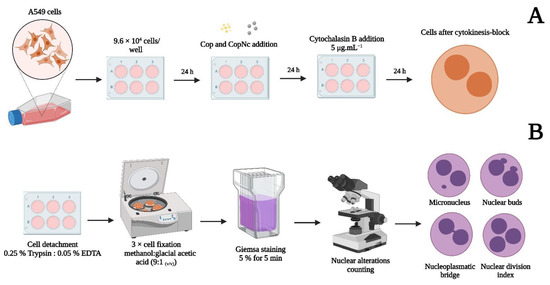 Copaiba Oil-Loaded Polymeric Nanocapsules: Production and In Vitro ...