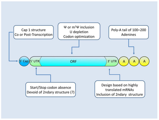 Pharmaceutics | Free Full-Text | mRNA in the Context of Protein ...