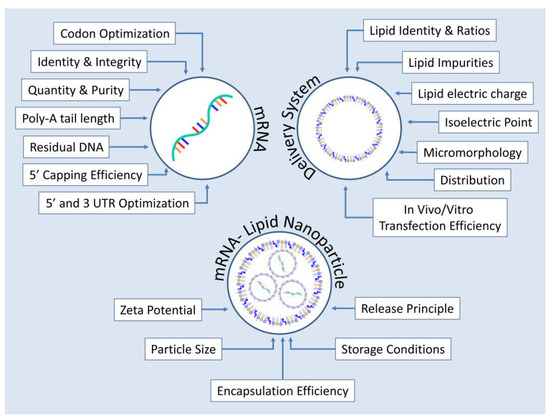 Pharmaceutics | Free Full-Text | mRNA in the Context of Protein ...