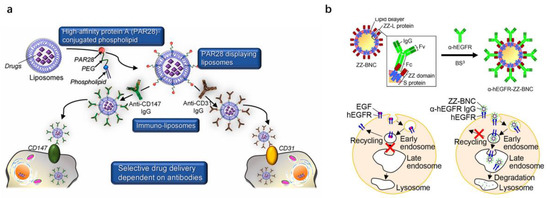IgG Fc Affinity Ligands and Their Applications in Antibody-Involved ...