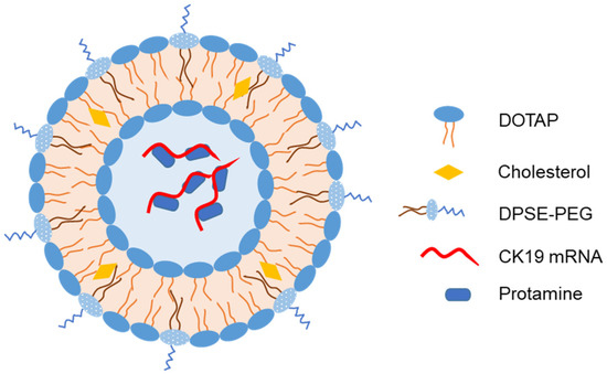 Recent Advances in Intranasal Liposomes for Drug, Gene, and Vaccine ...