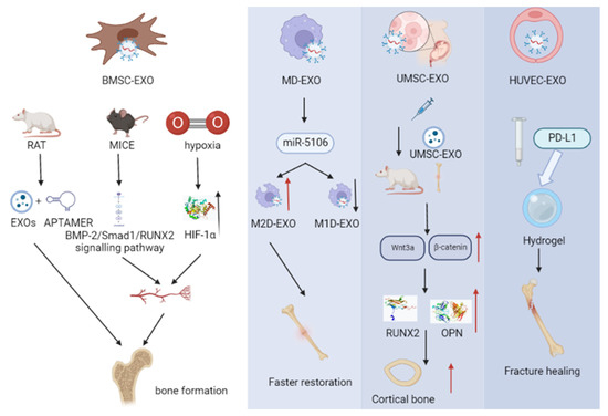 Advances in the Study of Exosomes as Drug Delivery Systems for Bone ...
