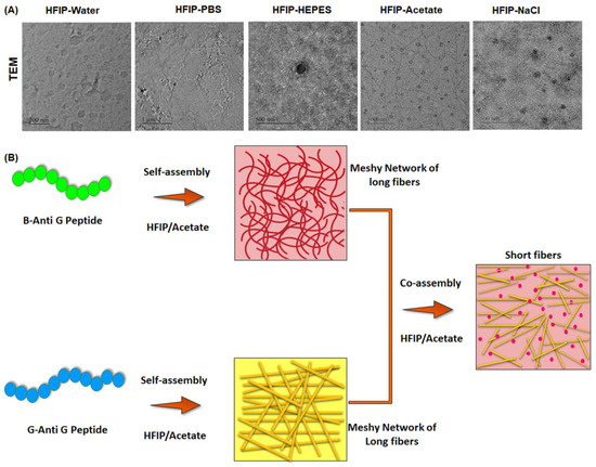 Anti-Glioma Activity Achieved by Dual Blood–Brain Barrier/Glioma ...