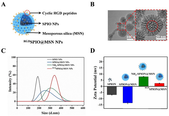 Synergistic Pro-Apoptotic Effect of a Cyclic RGD Peptide-Conjugated ...