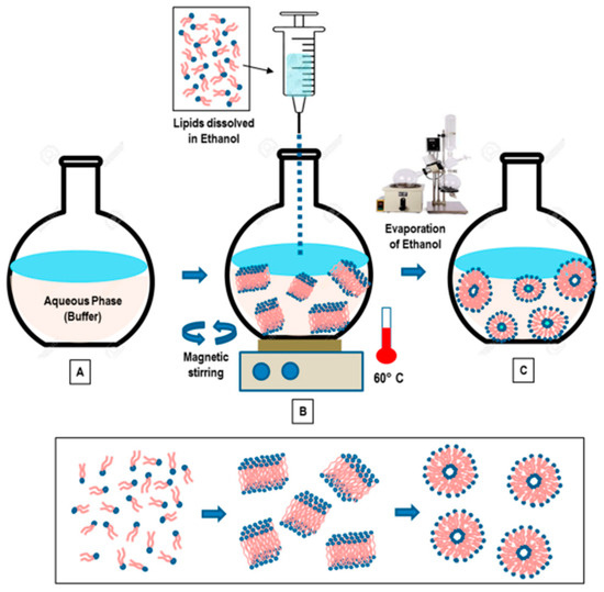 Insights into Asymmetric Liposomes as a Potential Intervention for Drug Delivery Including ...