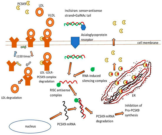 Inclisiran—Safety and Effectiveness of Small Interfering RNA in Inhibition of PCSK-9