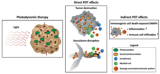 Current Challenges and Opportunities of Photodynamic Therapy against Cancer