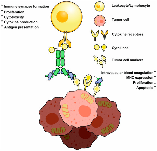 Pharmaceutics | Free Full-Text | Targeted Cytokine Delivery for Cancer Treatment: Engineering ...
