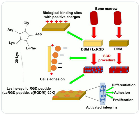 Design of Functional RGD Peptide-Based Biomaterials for Tissue Engineering