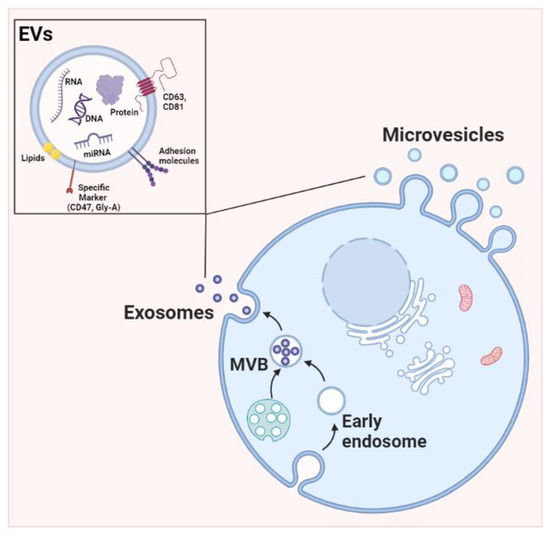 Pharmaceutics | Free Full-Text | Extracellular Vesicles as New Players in Drug Delivery: A Focus ...