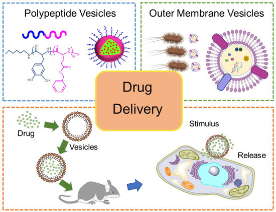 Bio-Inspired Drug Delivery Systems: From Synthetic Polypeptide Vesicles to Outer Membrane Vesicles