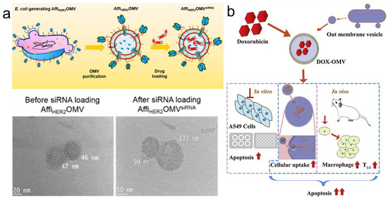 Bio-Inspired Drug Delivery Systems: From Synthetic Polypeptide Vesicles ...