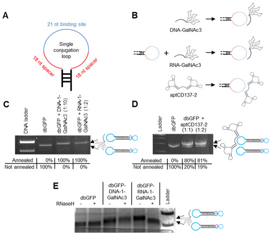 Non-Covalent Linkage of Helper Functions to Dumbbell-Shaped DNA Vectors ...