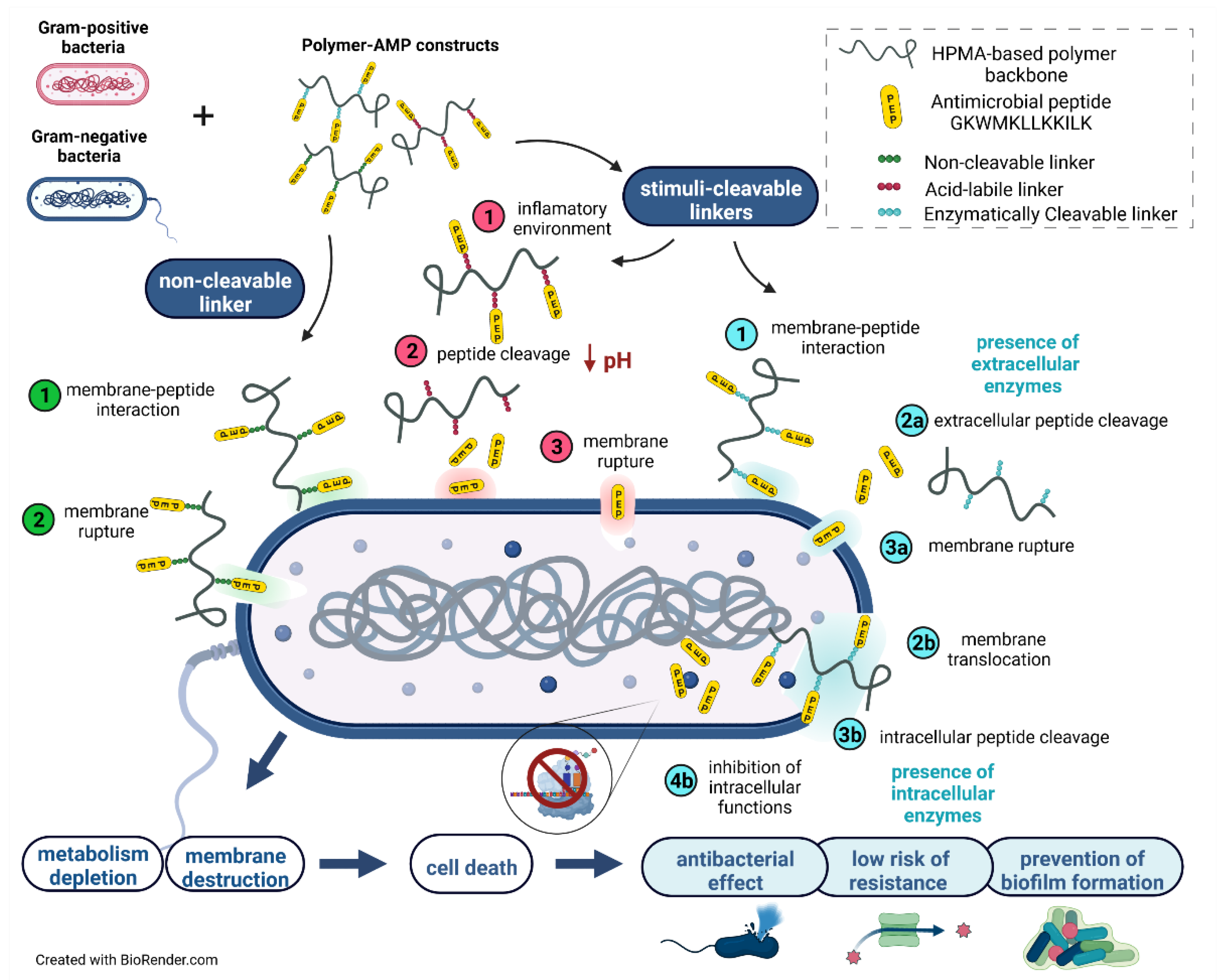 Polymer-Antimicrobial Peptide Constructs with Tailored Drug-Release Behavior