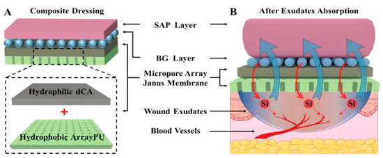 Development of Janus Particles as Potential Drug Delivery Systems for ...