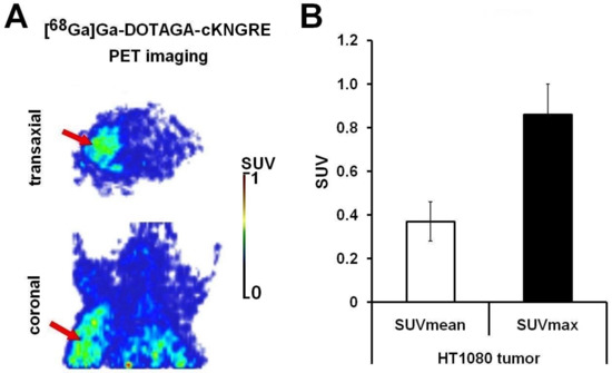 Therapeutic Performance Evaluation of 213Bi-Labelled Aminopeptidase N ...
