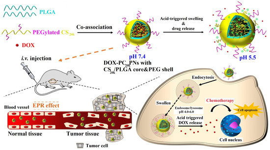 Pharmaceutics | Free Full-Text | Chitosan-Based Nanoparticles with Optimized Parameters for ...