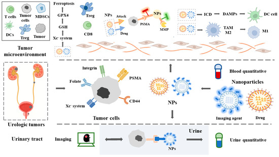 Nanomedicine for Combination Urologic Cancer Immunotherapy