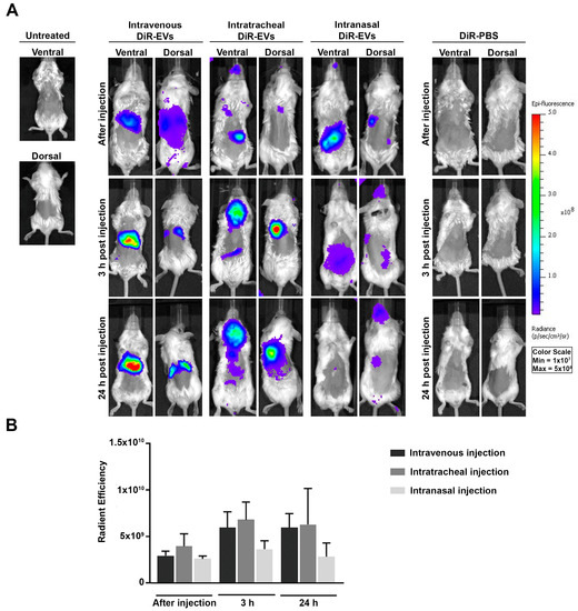 Pharmaceutics | Free Full-Text | Biodistribution of Intratracheal, Intranasal, and Intravenous ...