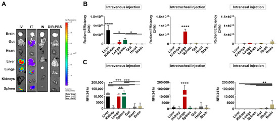 Biodistribution of Intratracheal, Intranasal, and Intravenous ...