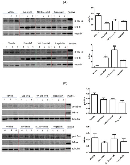 Pharmaceutics | Free Full-Text | The Effect of Super-Repressor IkB ...