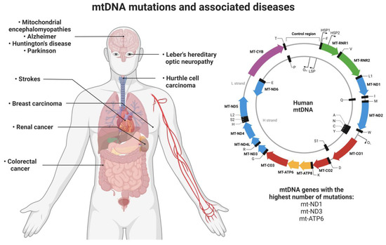 Delivery Systems for Mitochondrial Gene Therapy: A Review