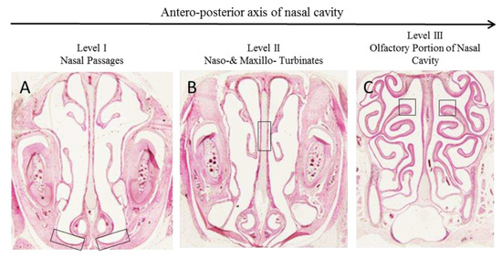 Safety in Rats of a Novel Nasal Spray Formulation for the Prevention of ...