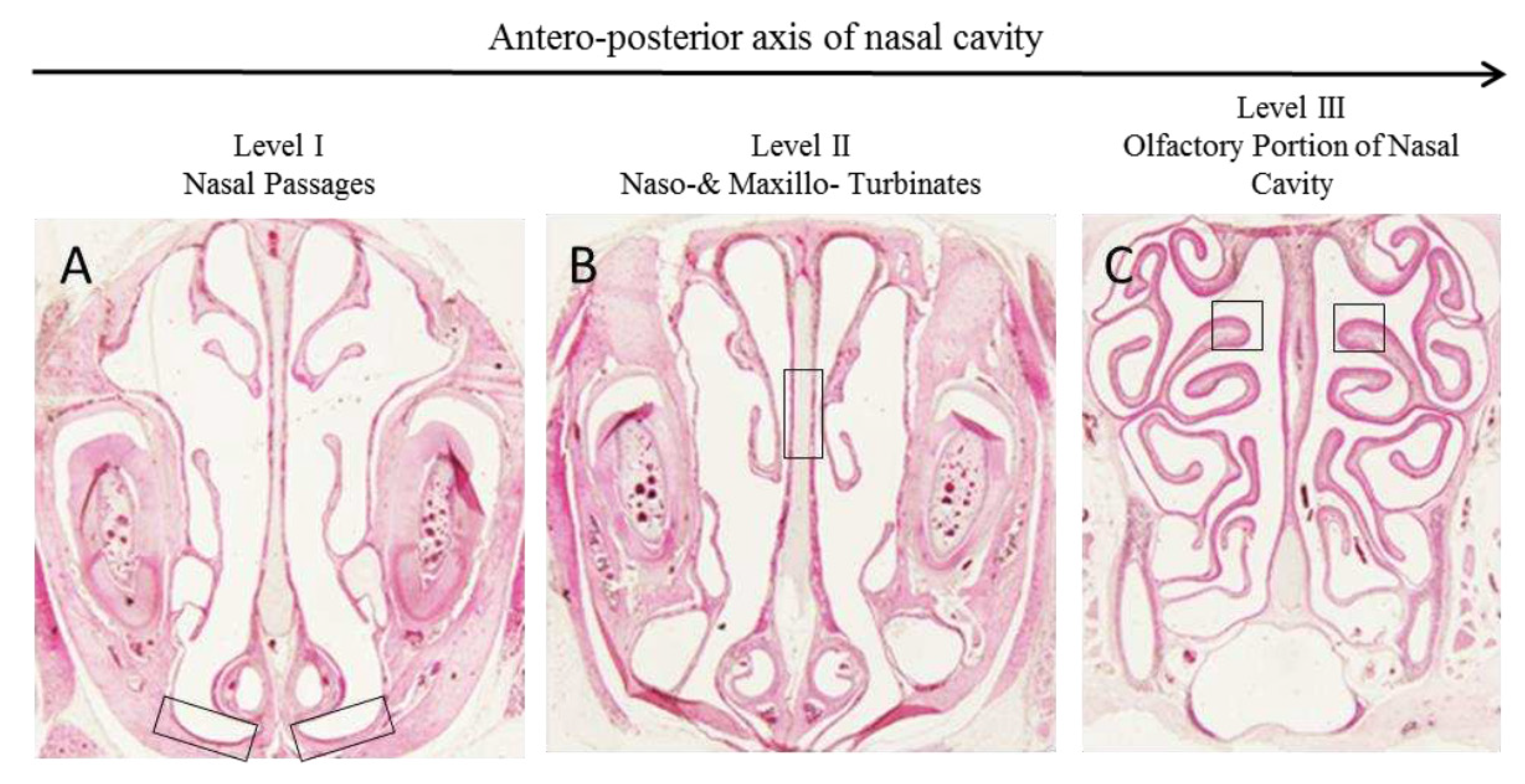 Safety in Rats of a Novel Nasal Spray Formulation for the Prevention of ...