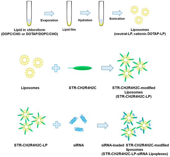 A Multifunctional Hybrid Nanocarrier for Non-Invasive siRNA Delivery to ...