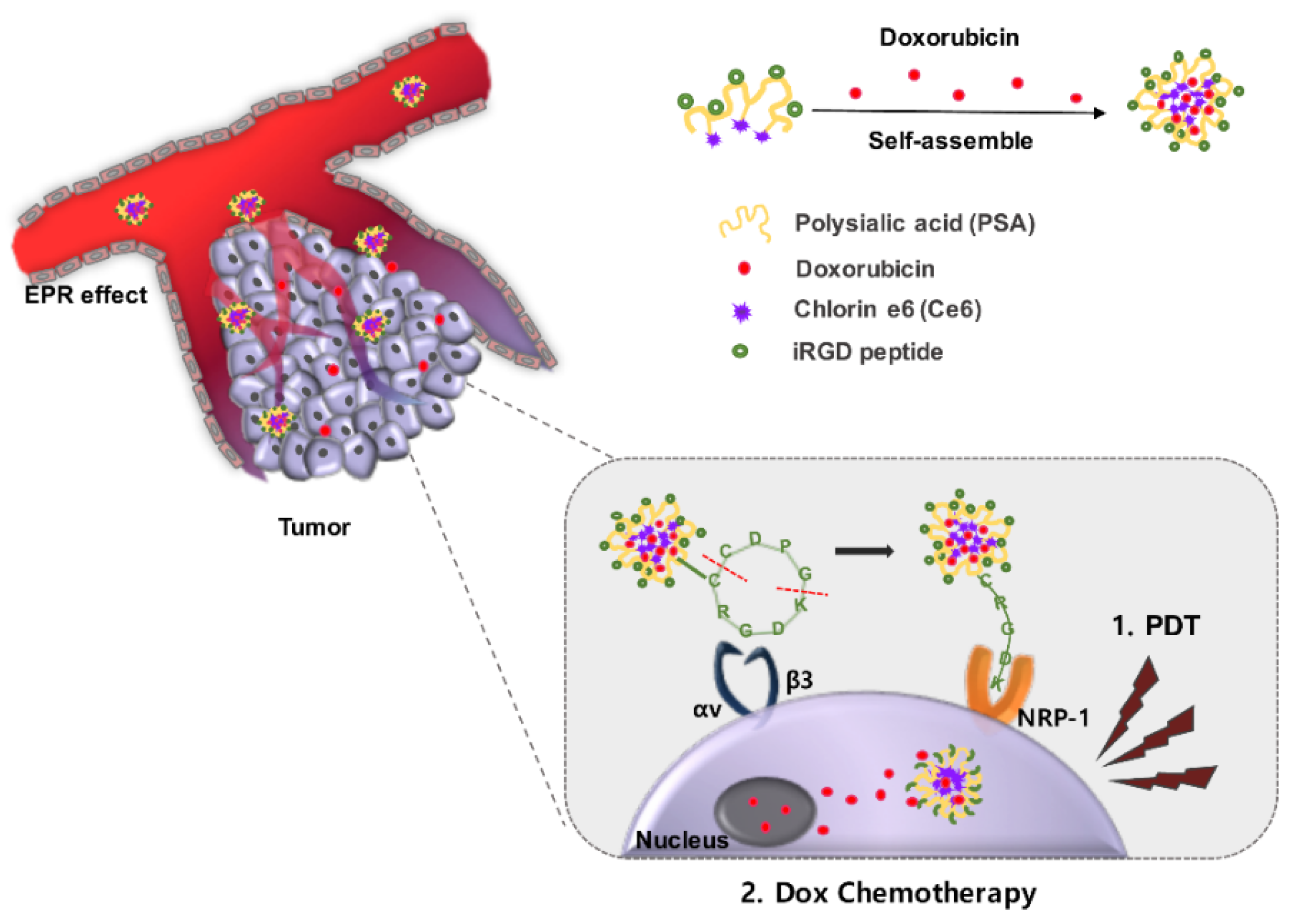 Pharmaceutics | Free Full-Text | Dual Effect of Chemo-PDT with Tumor ...