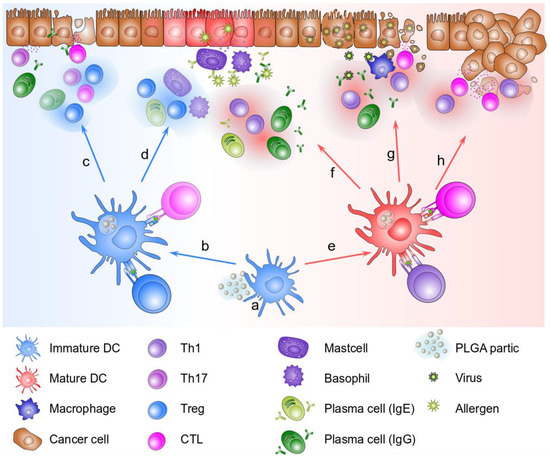 Pharmaceutics | Free Full-Text | PLGA Particles in Immunotherapy