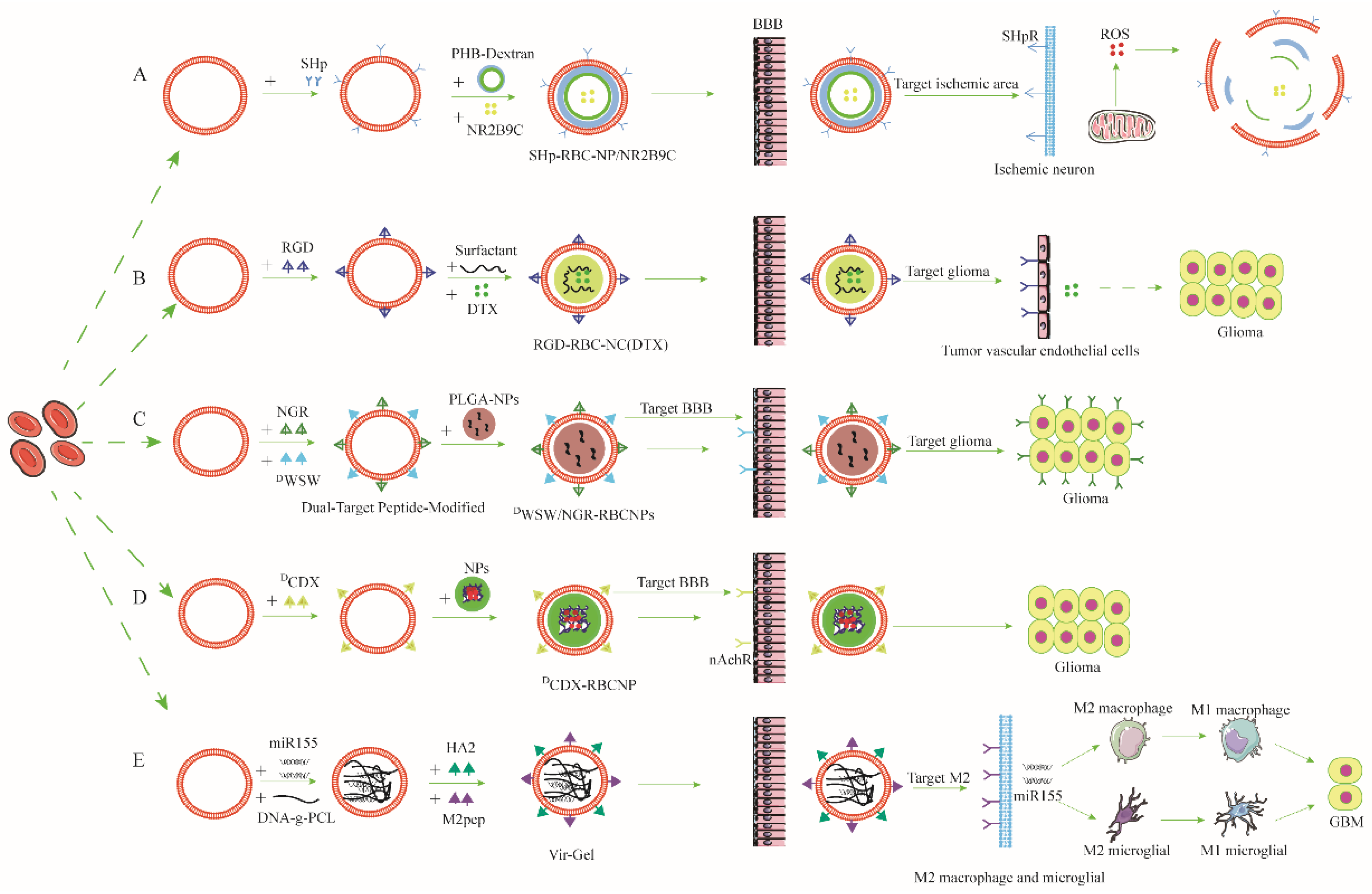 Cell-Membrane-Coated Nanoparticles for Targeted Drug Delivery to the ...
