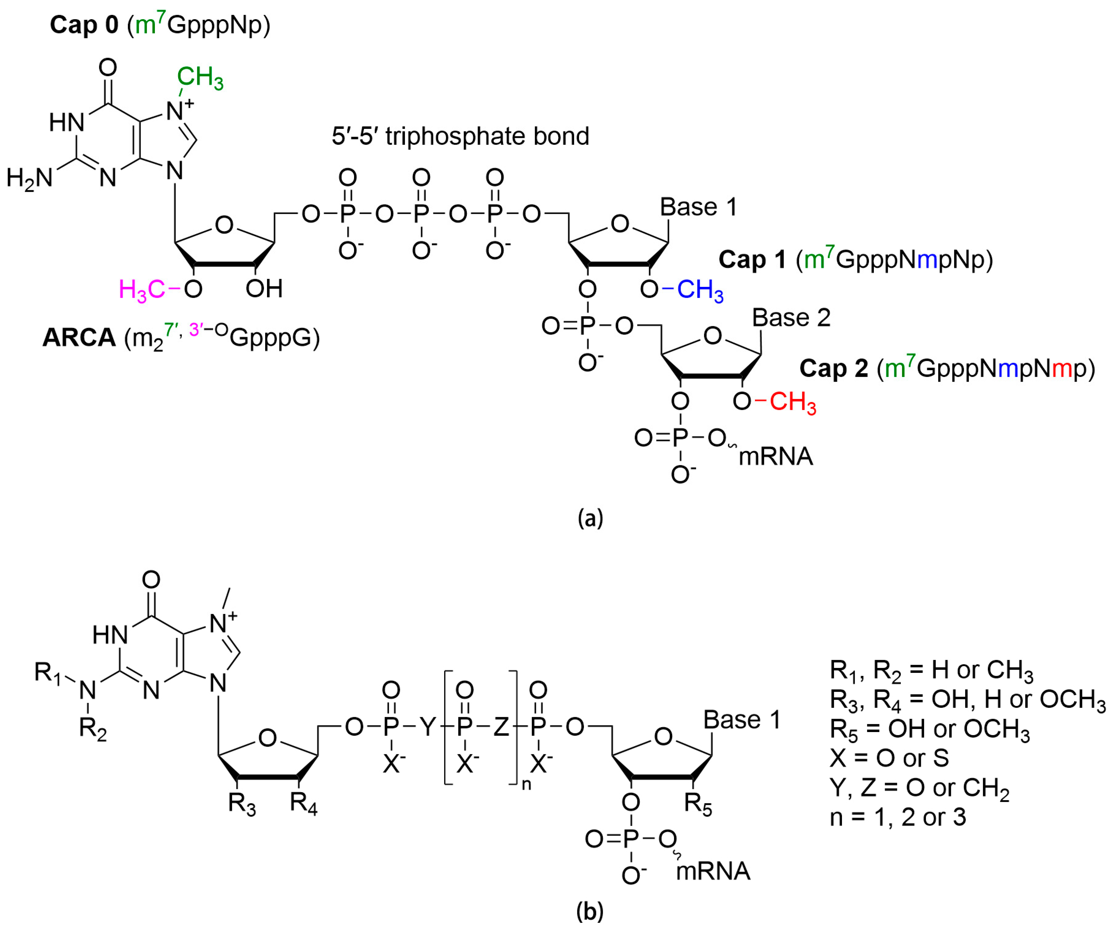 mRNA-Based Therapeutics in Cancer Treatment