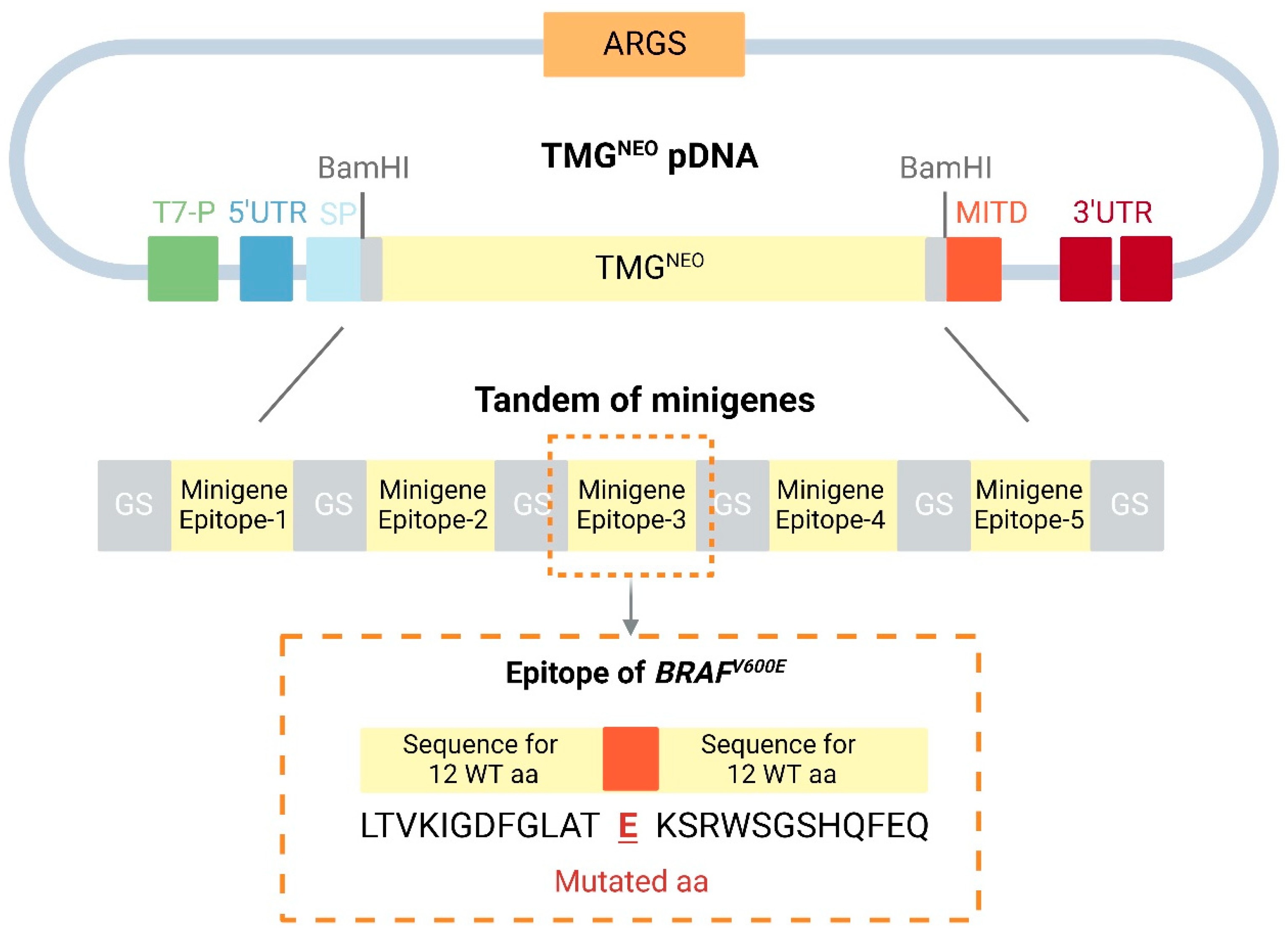 mRNA-Based Therapeutics in Cancer Treatment