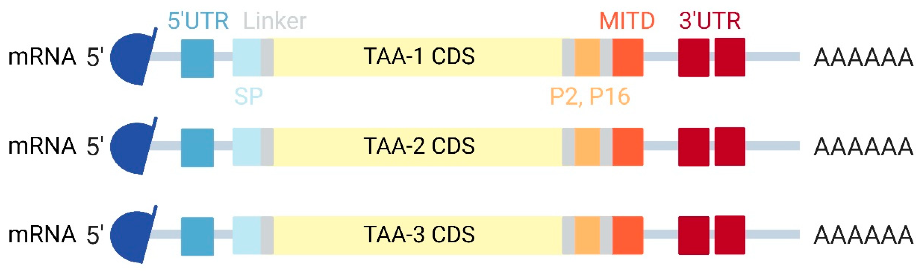 mRNA-Based Therapeutics in Cancer Treatment