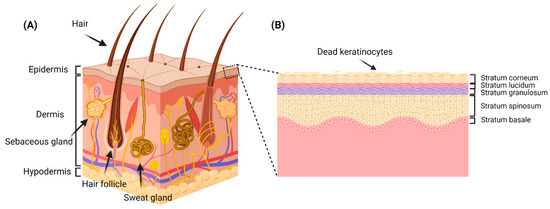 Polymeric Nanoparticles as Tunable Nanocarriers for Targeted Delivery ...