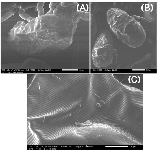 Pharmaceutics | Free Full-Text | In Vitro Acaricidal Activity of Silver ...