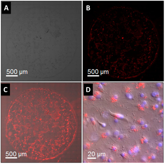 Bioimaging Probes Based on Magneto-Fluorescent Nanoparticles