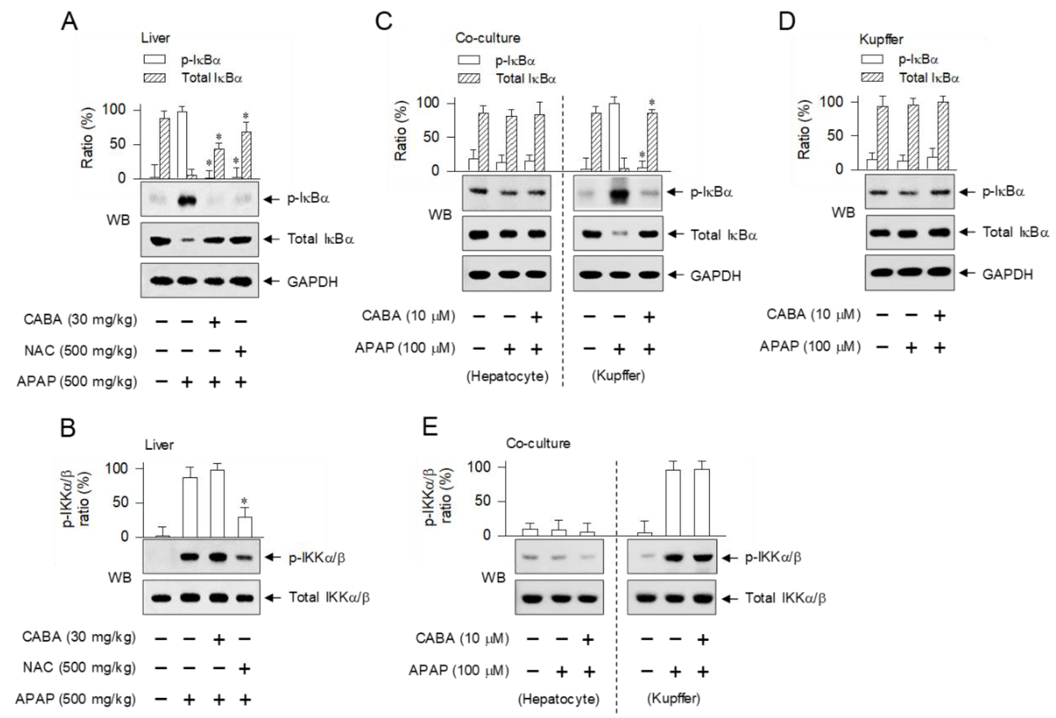 Targeting IKKβ Activity to Limit Sterile Inflammation in Acetaminophen ...