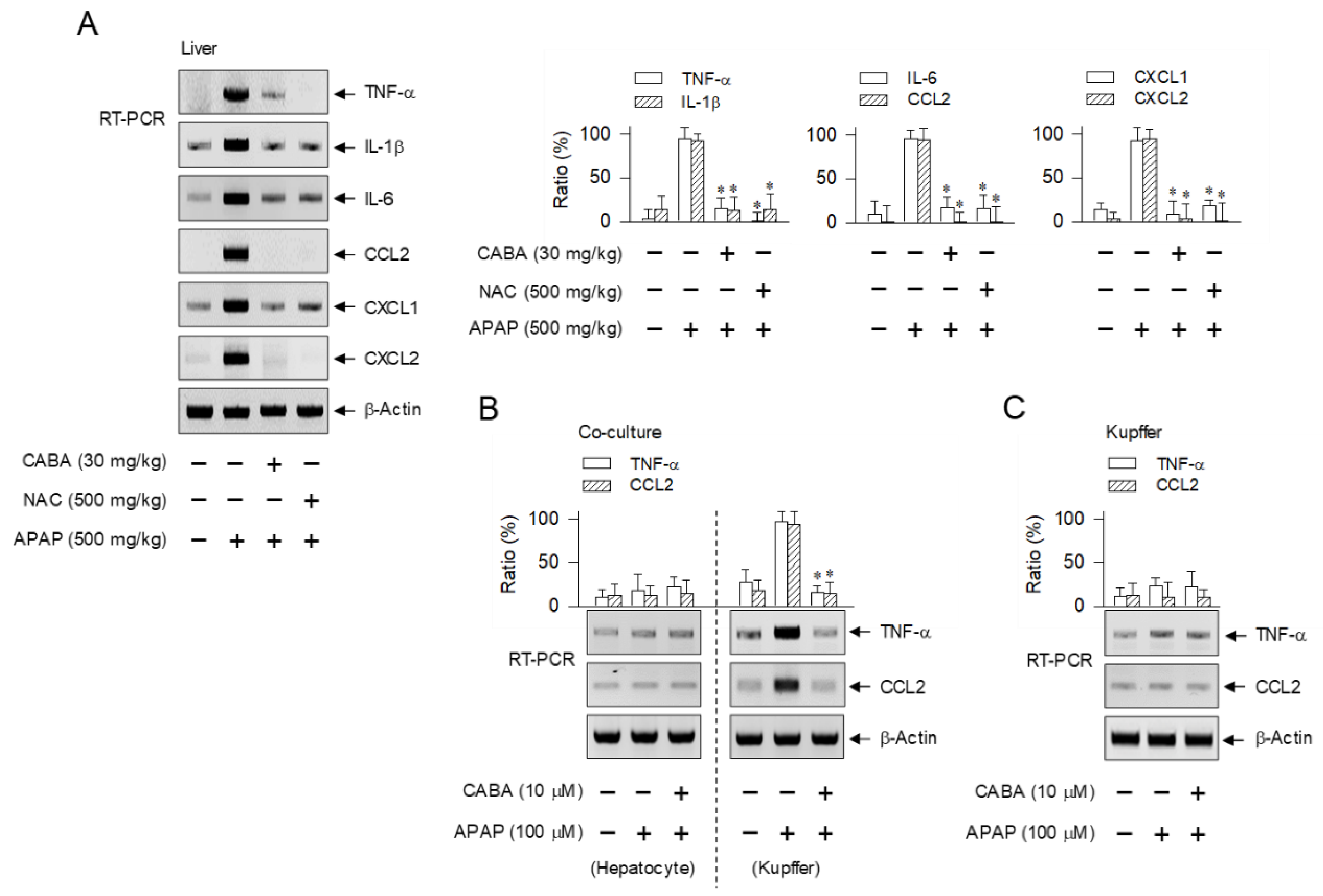 Targeting IKKβ Activity to Limit Sterile Inflammation in Acetaminophen ...